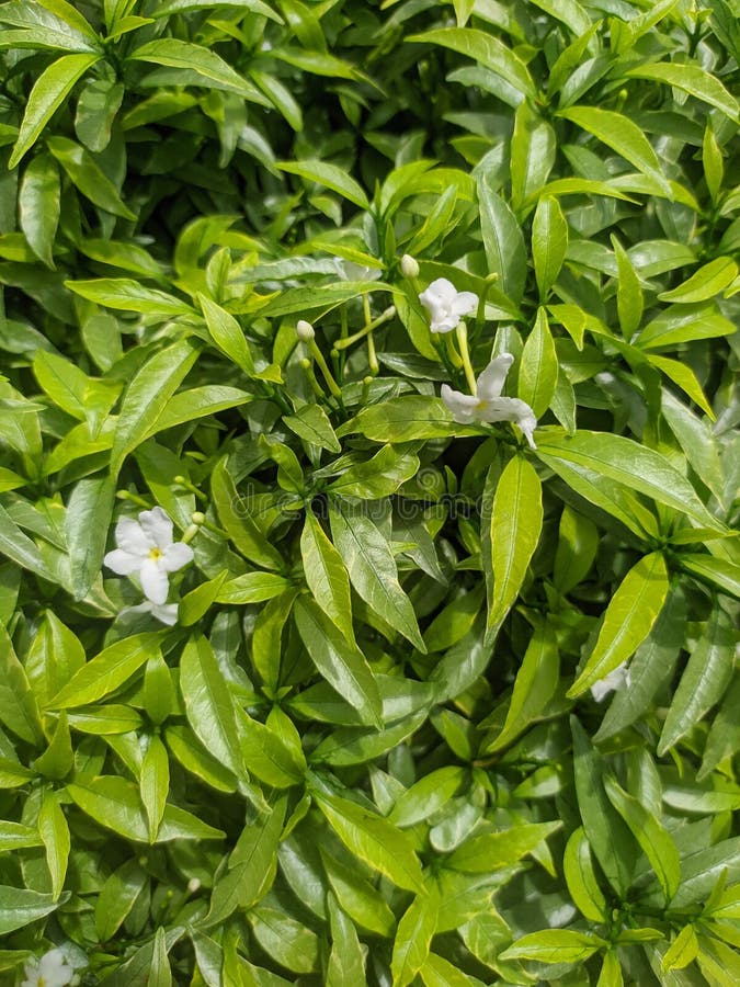 Mini Rombusa flower stock photo. Image of mini, flower - 228212960