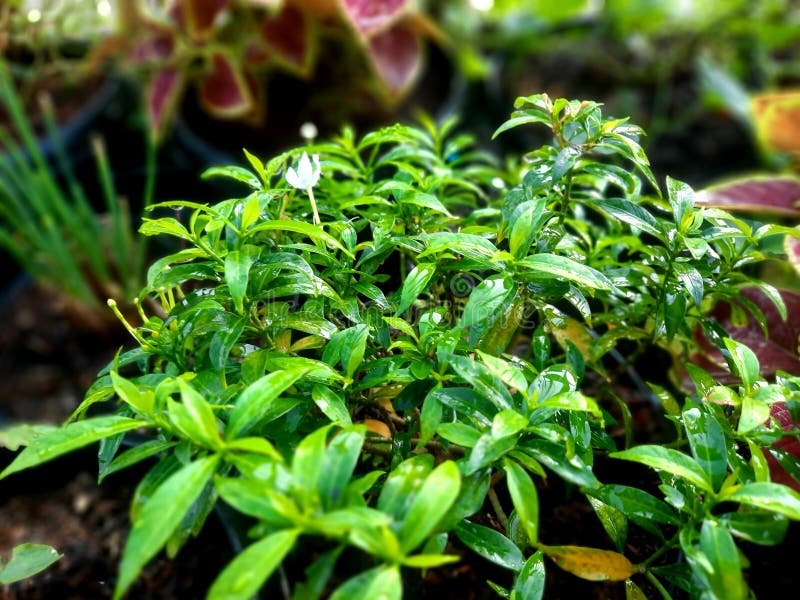 Mini rombusa flowers editorial image. Image of vegetable - 251296805