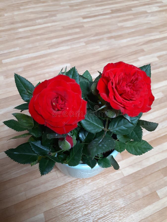 Mini rosa lindo imagen de archivo. Imagen de rosa, flor - 227312551