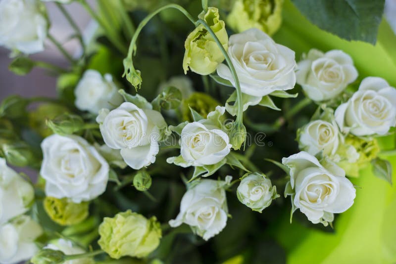 Mini rosas blancas foto de archivo. Imagen de hojas, rosa - 51100752