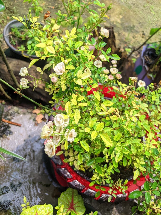 Mini RosE Flower in the Vas Stock Image - Image of bouquet, garden ...