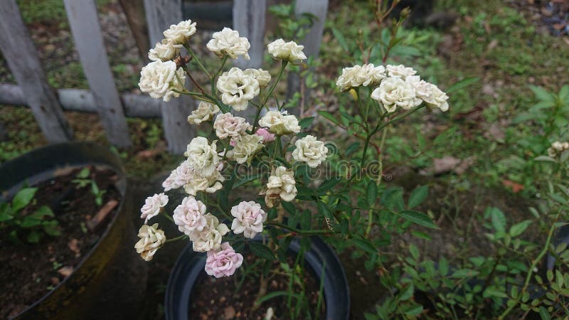 Mini Rose Flower White Pink Stock Photo - Image of flower, white: 268070976