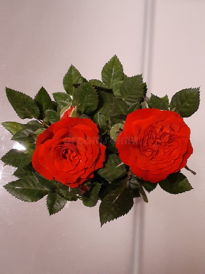 Red Rose Inside Square Shapes Stock Photo - Image of filled, green ...