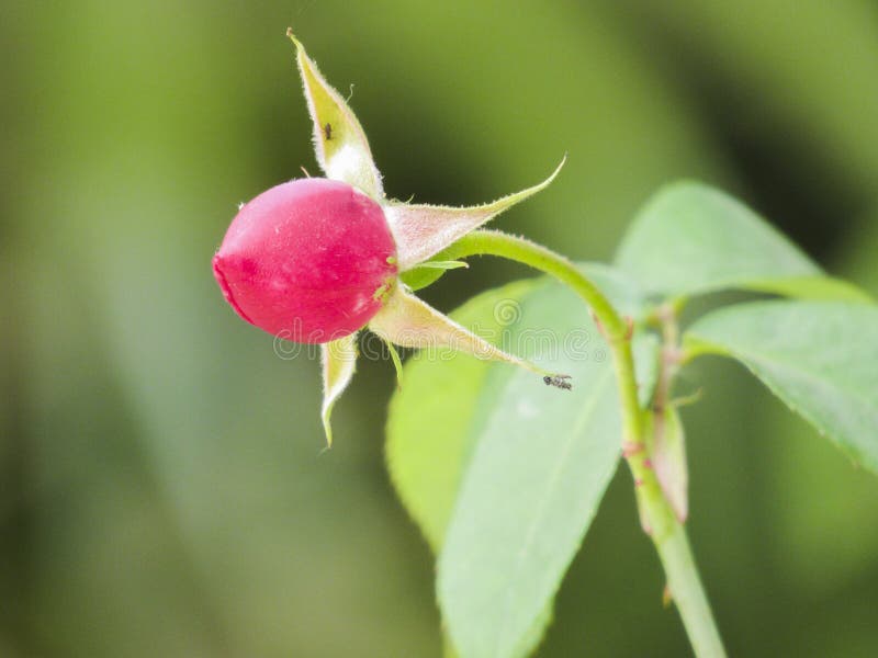 Rose bud stock photo. Image of pink, color, mini, rose - 96927062
