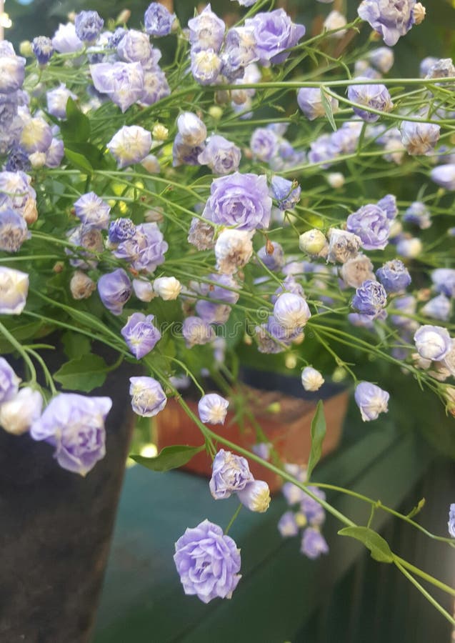 Mini Rose editorial photography. Image of mini, purple - 82401812