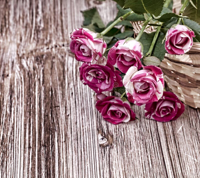 Mini roses stock image. Image of macro, nature, petal - 24255275