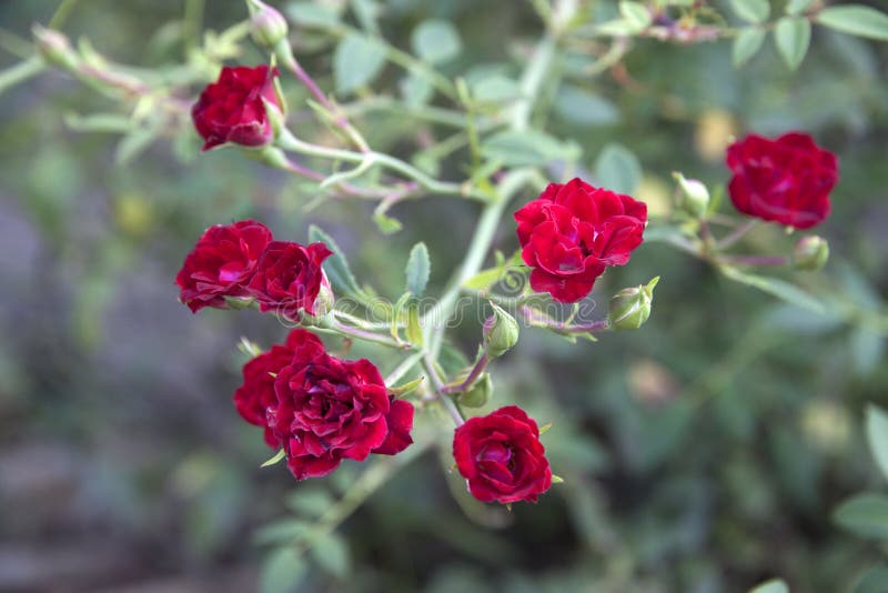 Mini Roses during Flowering Stock Image - Image of backgrounds ...