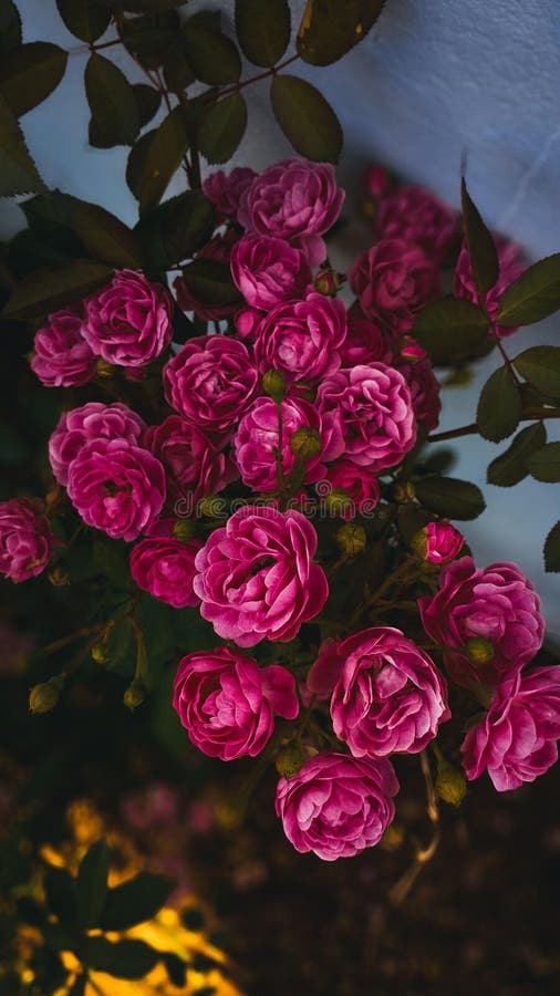 Mini roses forest stock illustration. Illustration of romantic - 366852309