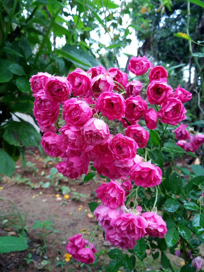 Mini roses stock photo. Image of colorful, plant, color - 130099604