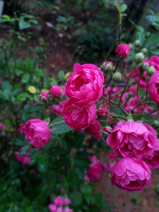 Mini roses in garden stock photo. Image of pink, garden - 192308538