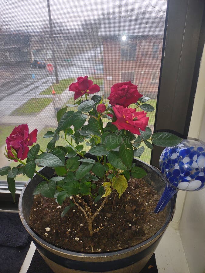 Mini Roses Plants Multicolor Stock Photo - Image of multicolor, plants ...