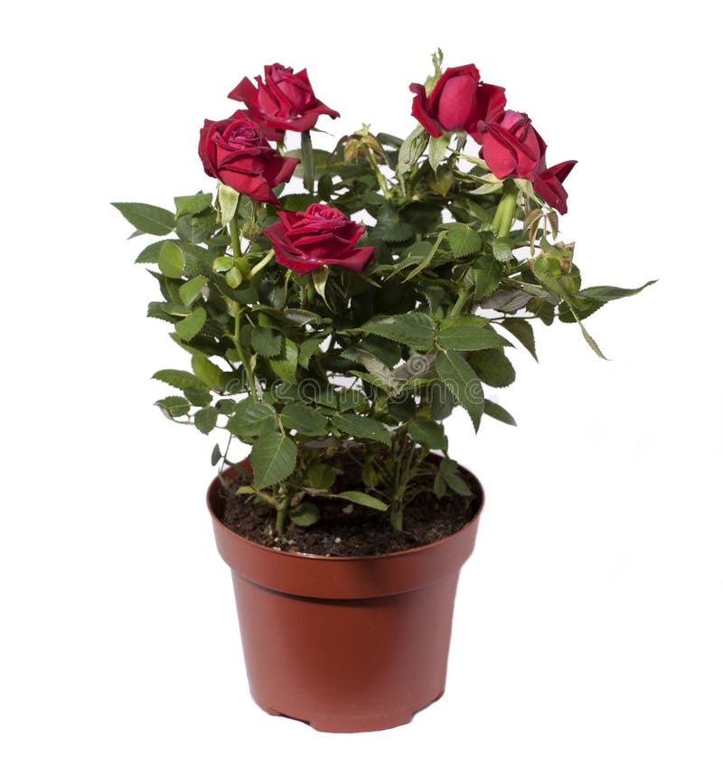 Mini roses stock photo. Image of colorful, plant, color - 130099604