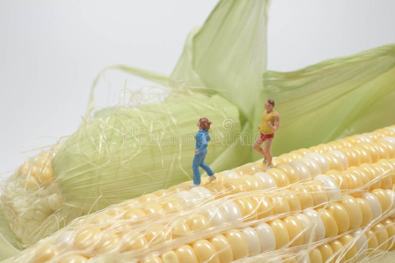 A Mini Runner Run on the Corn Stock Photo - Image of runner, curve ...