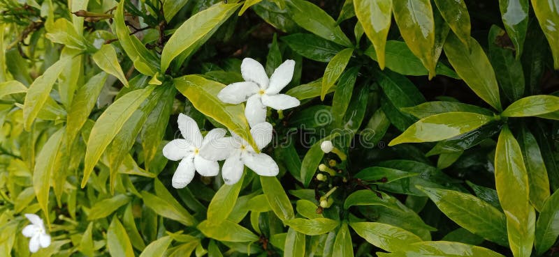 Mini Sabrina Flower stock image. Image of green, food - 208260841