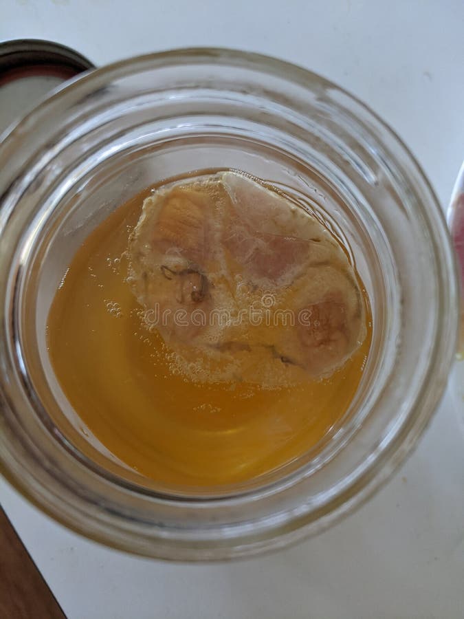 A Mini Scoby Growing in a Jar of Kombucha Stock Image - Image of mini ...
