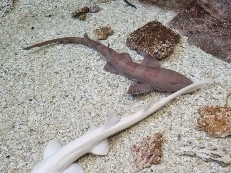 Mini sharks stock photo. Image of minisharks, sharks - 134966430