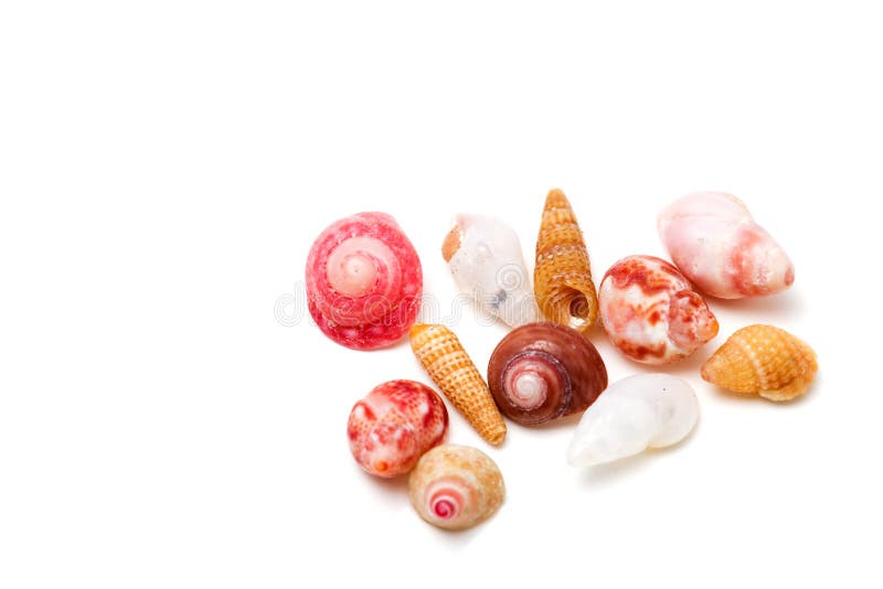 Mini shells stock image. Image of baby, studio, shell - 31035535