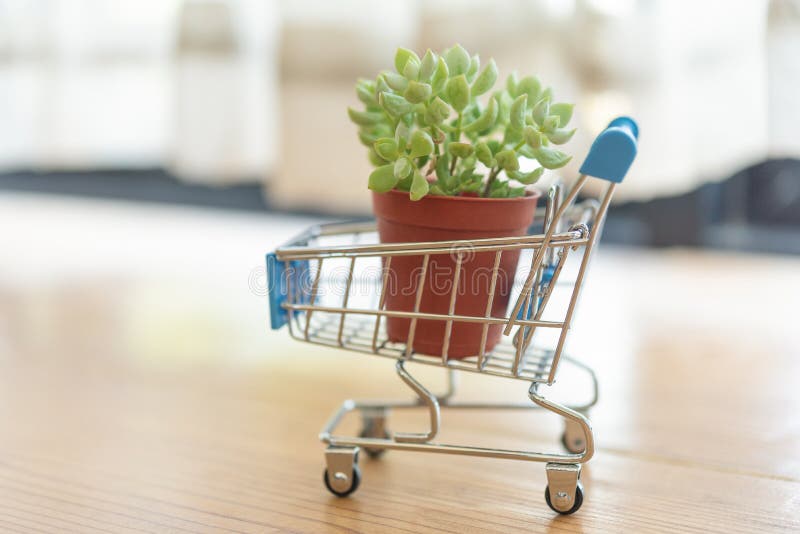 Mini Shopping Cart with Small Plant in a Pot Stock Image - Image of ...