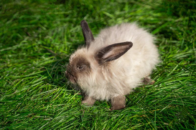 Mini Sized Dwarf Fold Ram Beige Rabbit Sit on Green Grass on a Sunny ...