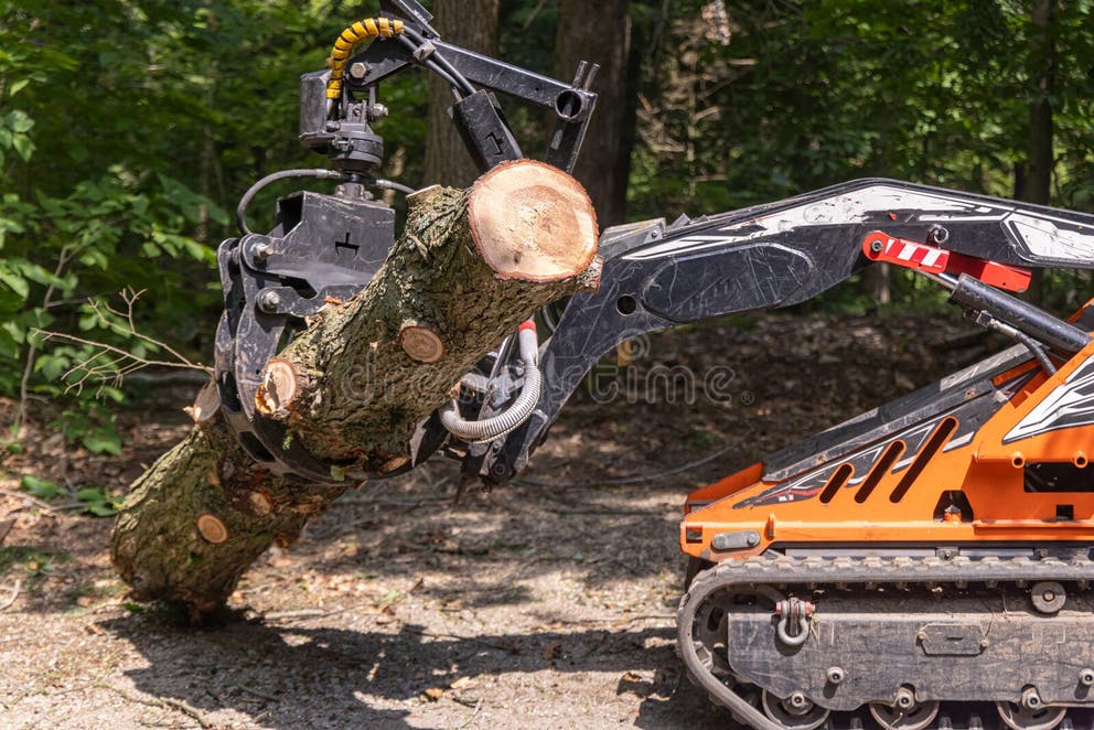 Mini Skid Steer Loader Moving Large Tree Trunk in Forest Stock Image ...