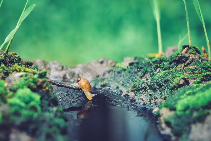 Mini Slug Looking for a Drink Stock Image - Image of little, mini ...