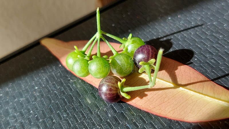Mini Small Round Fruit Similar To Grapes Lying on the Office Table ...
