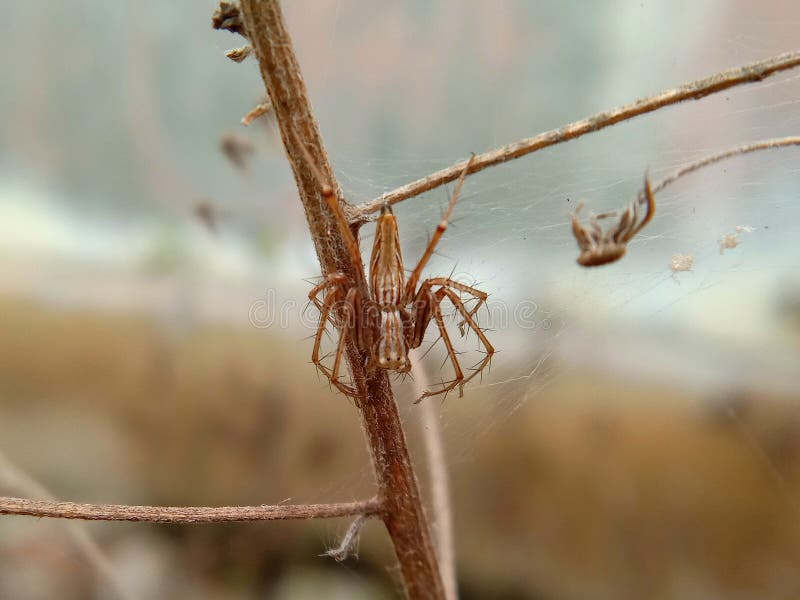 A Mini Spider that is Making Its Home among the Tree Trunks Stock Image ...