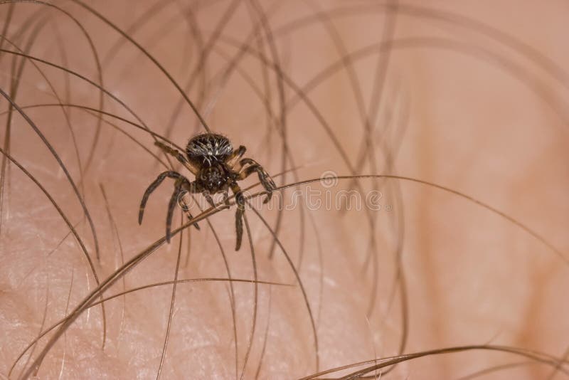 Mini spider on skin (2) stock image. Image of arachnophobia - 4637903