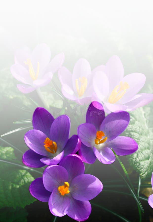 Mini Springtime Magenta Crocuses Stock Photo - Image of postcard ...