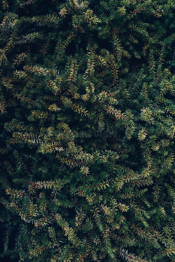 Spruce green. Wood details stock image. Image of defocused - 268577155