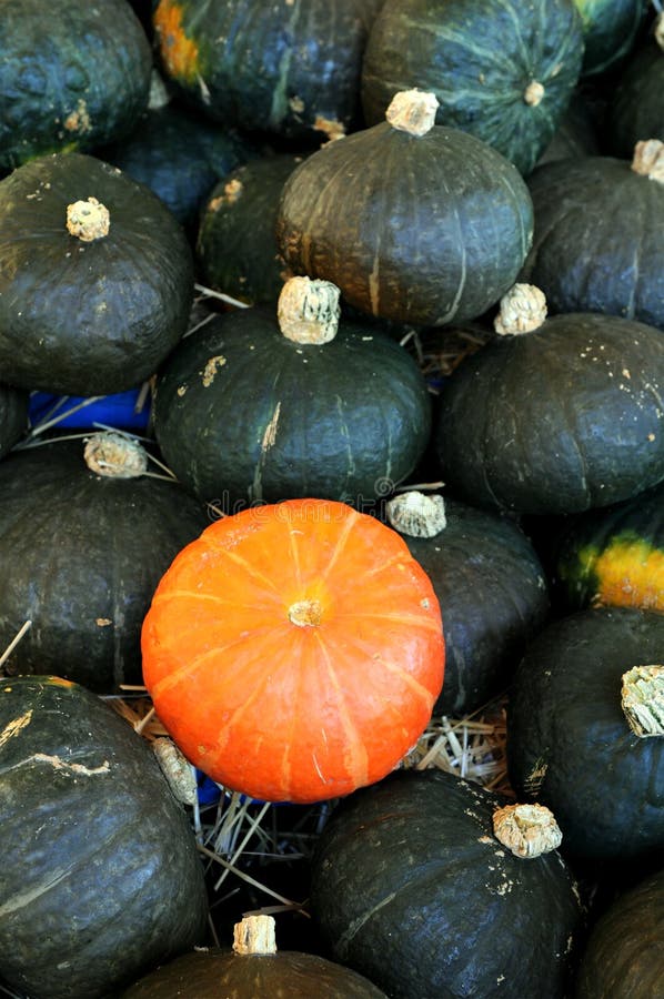 Mini squash in market stock image. Image of farm, tasty - 27482047