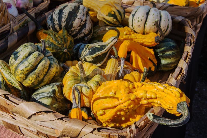 Mini Squash and Pumpkins of Various Shape and Color in Basket Stock ...