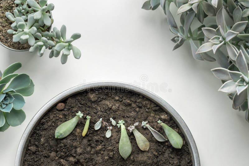 Spread ready! stock image. Image of meal, kettle, people - 15591691