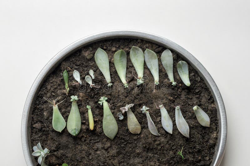 Spread ready! stock image. Image of meal, kettle, people - 15591691