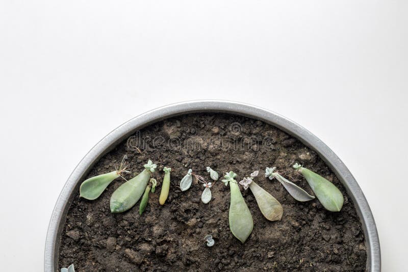 Spread ready! stock image. Image of meal, kettle, people - 15591691