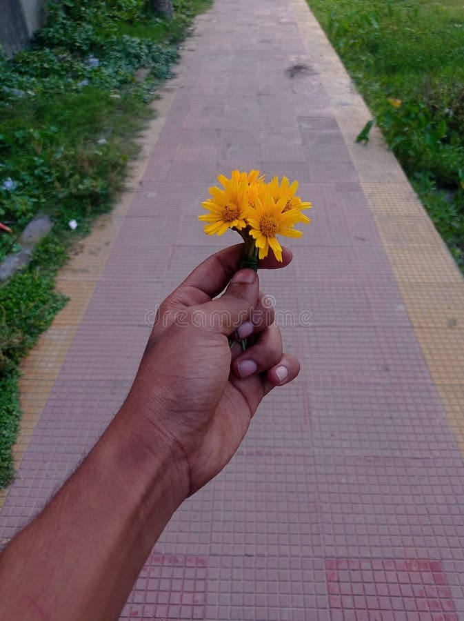 Mini Sun Flour | Flours | Beautiful Seen Stock Photo - Image of flours ...