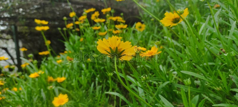 Mini Sun Flower stock photo. Image of sunflower, greengrass - 262161808