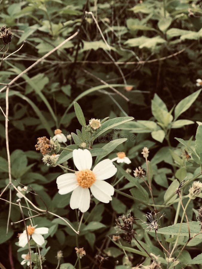 Mini sun flower stock photo. Image of mini, aesthetic - 223928136