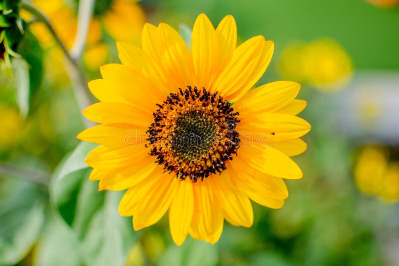 Mini sun flower stock photo. Image of yellow, sunflower - 72336628