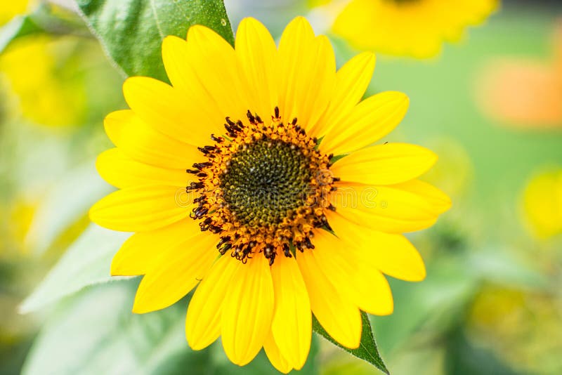 Mini sun flower stock photo. Image of bright, flower - 72876516