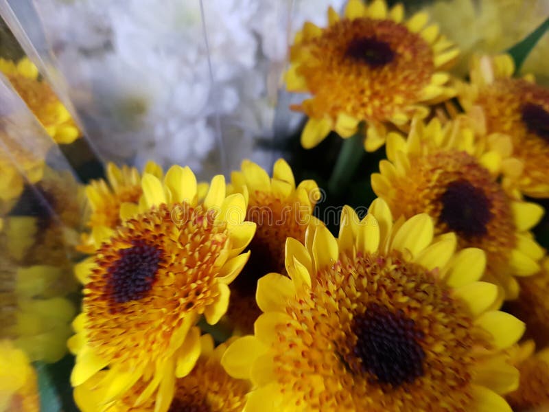 Mini Sun Flower stock photo. Image of mini, flower, shoppingmom - 104896354