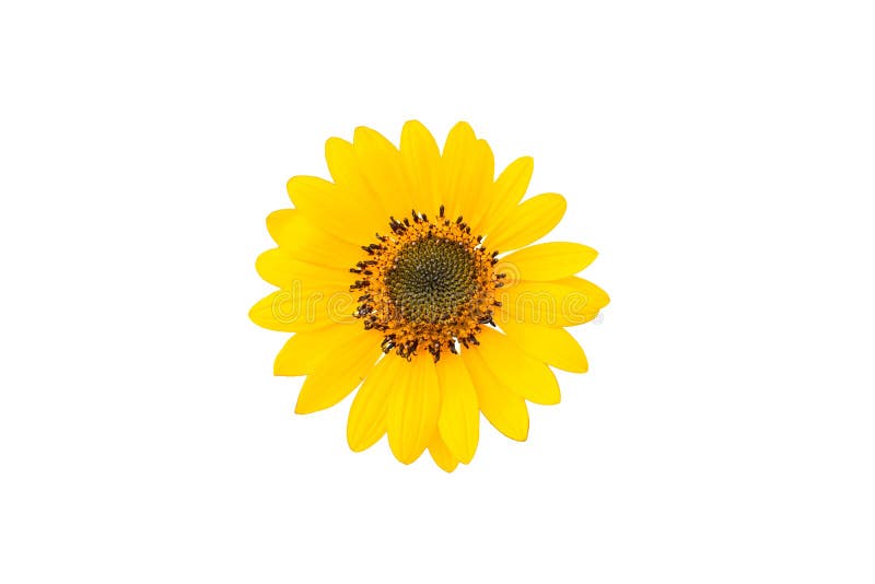 Mini sun flower stock image. Image of sunflower, beauty - 75586933