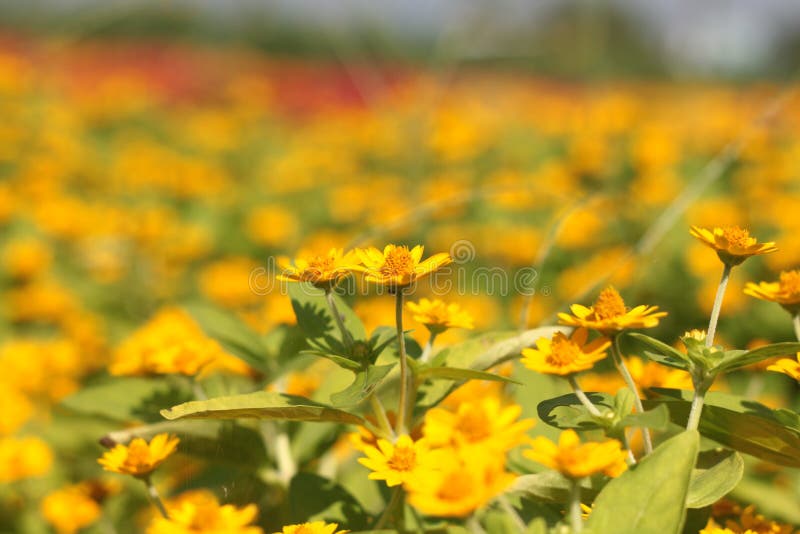 Mini sun flowers stock image. Image of meadow, grassland - 204545075