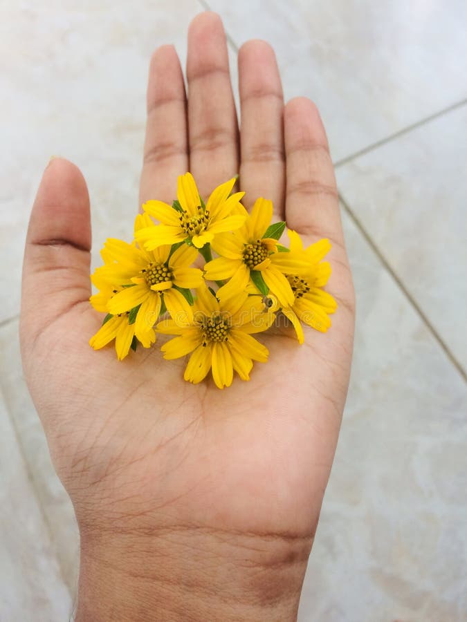Mini sunflowers stock photo. Image of flowers, tiny - 208865760