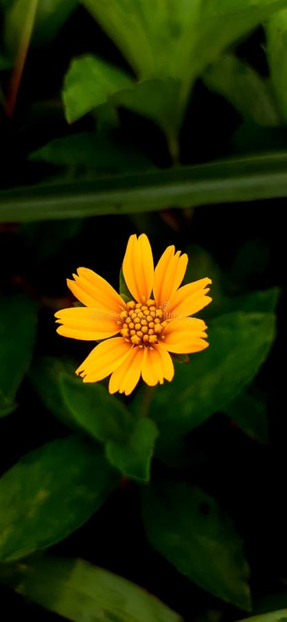 Mini Sun Flower (Wedelia Chinensis) Stock Image - Image of detail ...