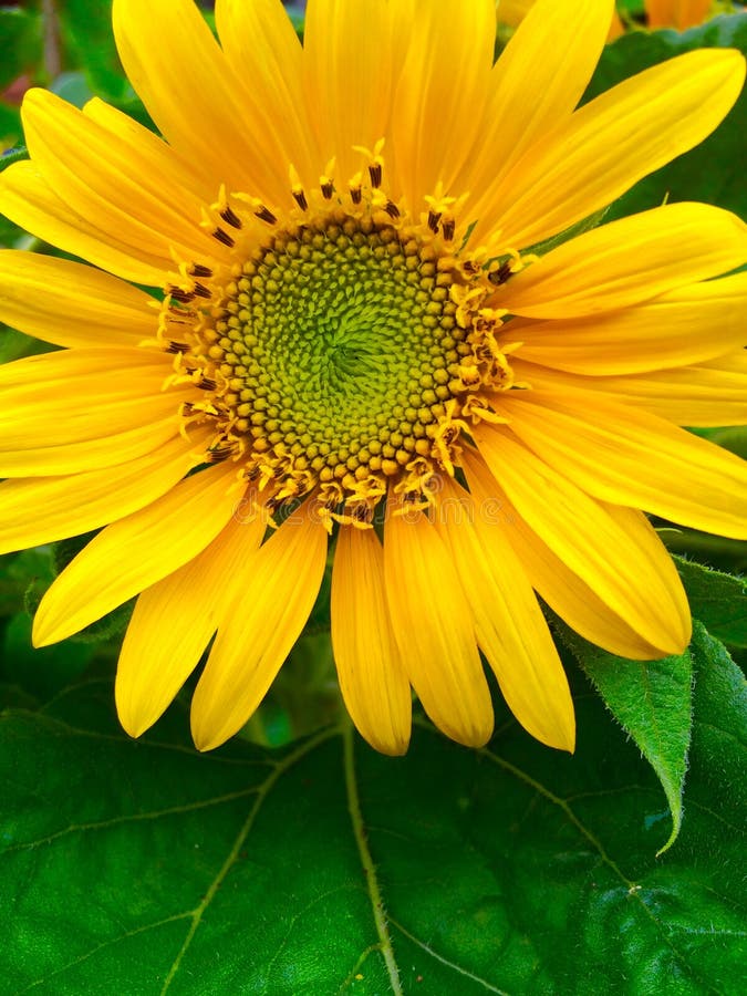 Mini Sunflower photo stock. Image du jaune, couleurs - 64200600