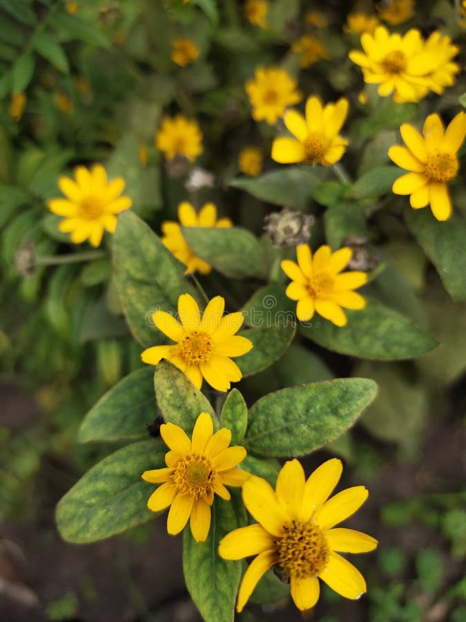 Mini Sunflower in the Afternoon Stock Image - Image of herb, blossom ...