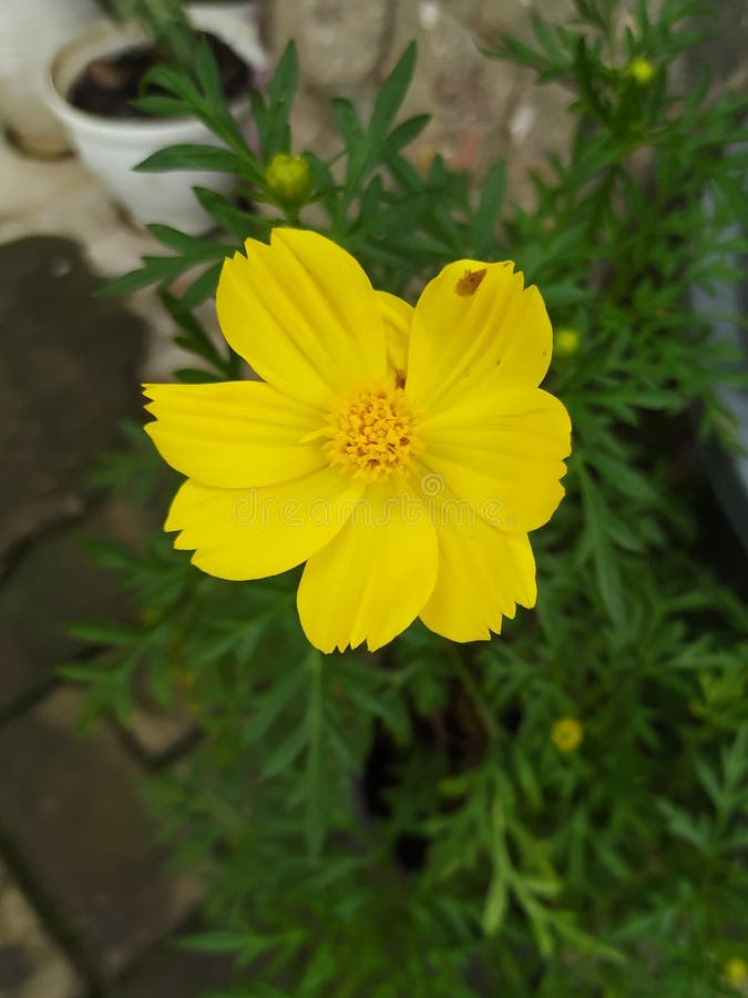 Mini Sunflower Ornamental Plant or Small Sunflower Stock Image - Image ...