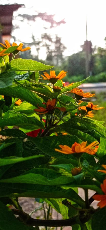 Mini Sunflower with Sun Light Effect in the Morning Stock Photo - Image ...