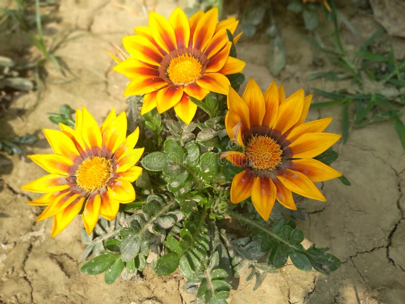Mini Sunflower in the Sunlight Stock Image - Image of garden, sunflower ...